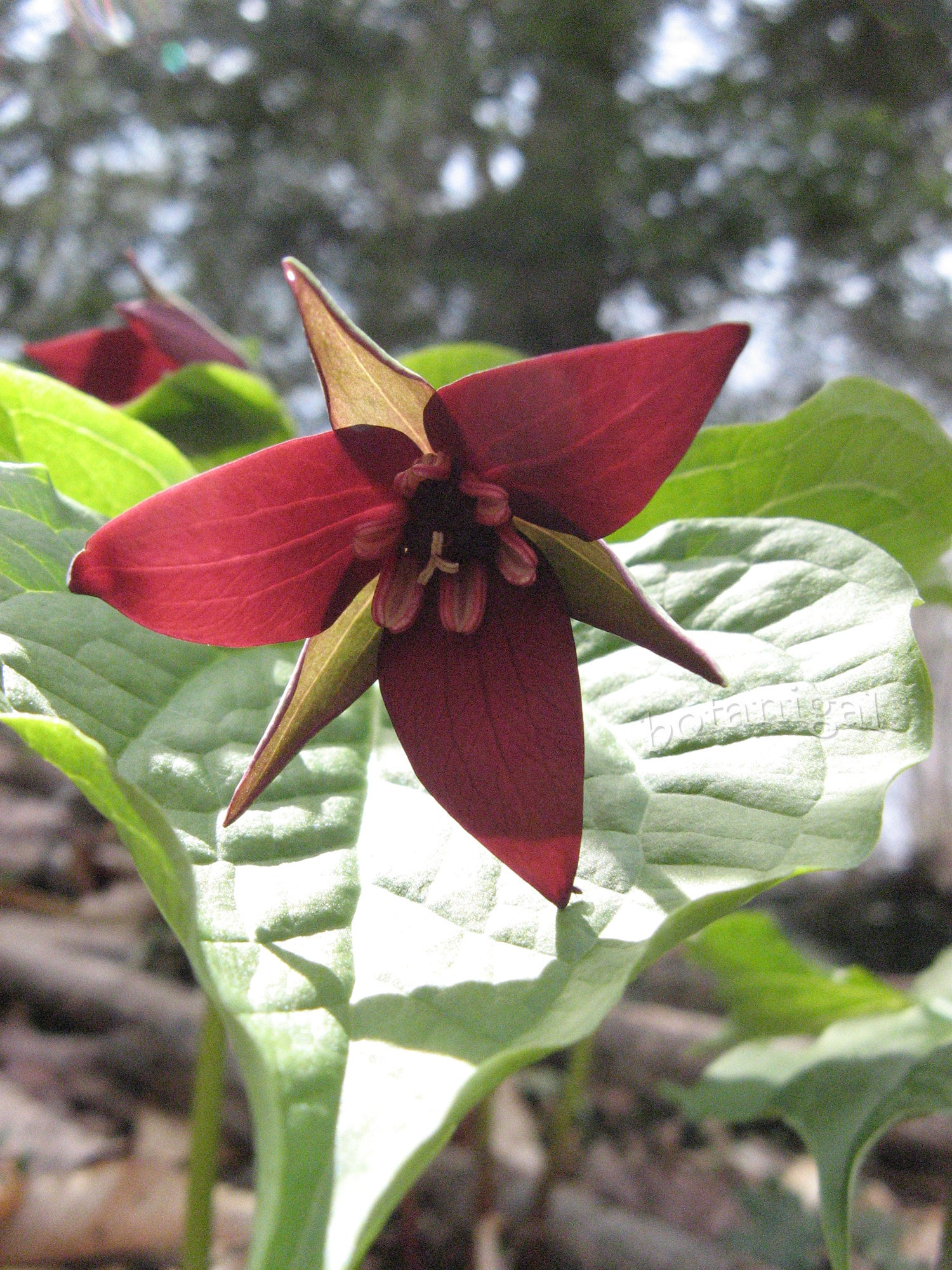Trillium, Red | Botanigals